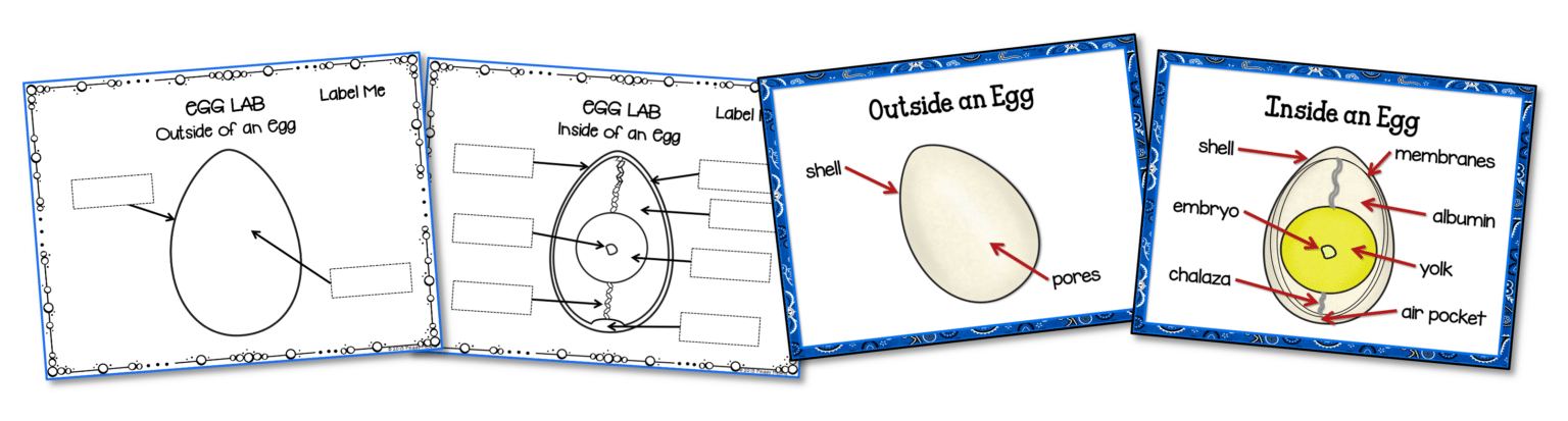 How to Hatch Chicks in the Classroom 101 - Primary Flourish