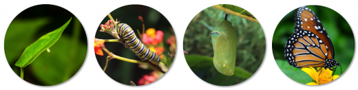 Caterpillars to Butterflies 101 - Primary Flourish
