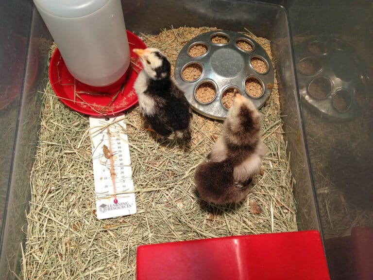 How to Hatch Chicks in the Classroom 101 - Primary Flourish