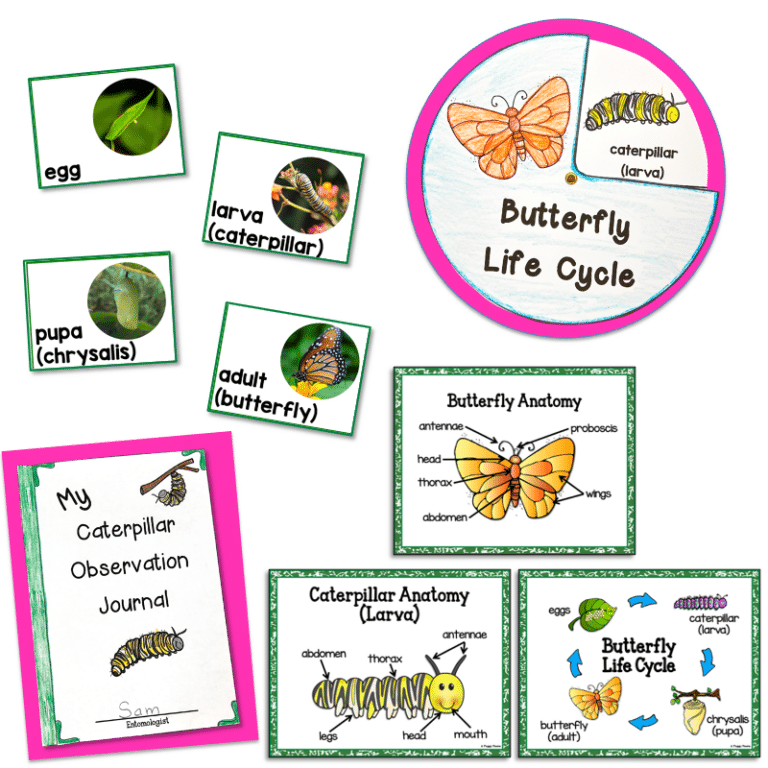 BUTTERFLY Life Cycle Free Activities - Primary Flourish
